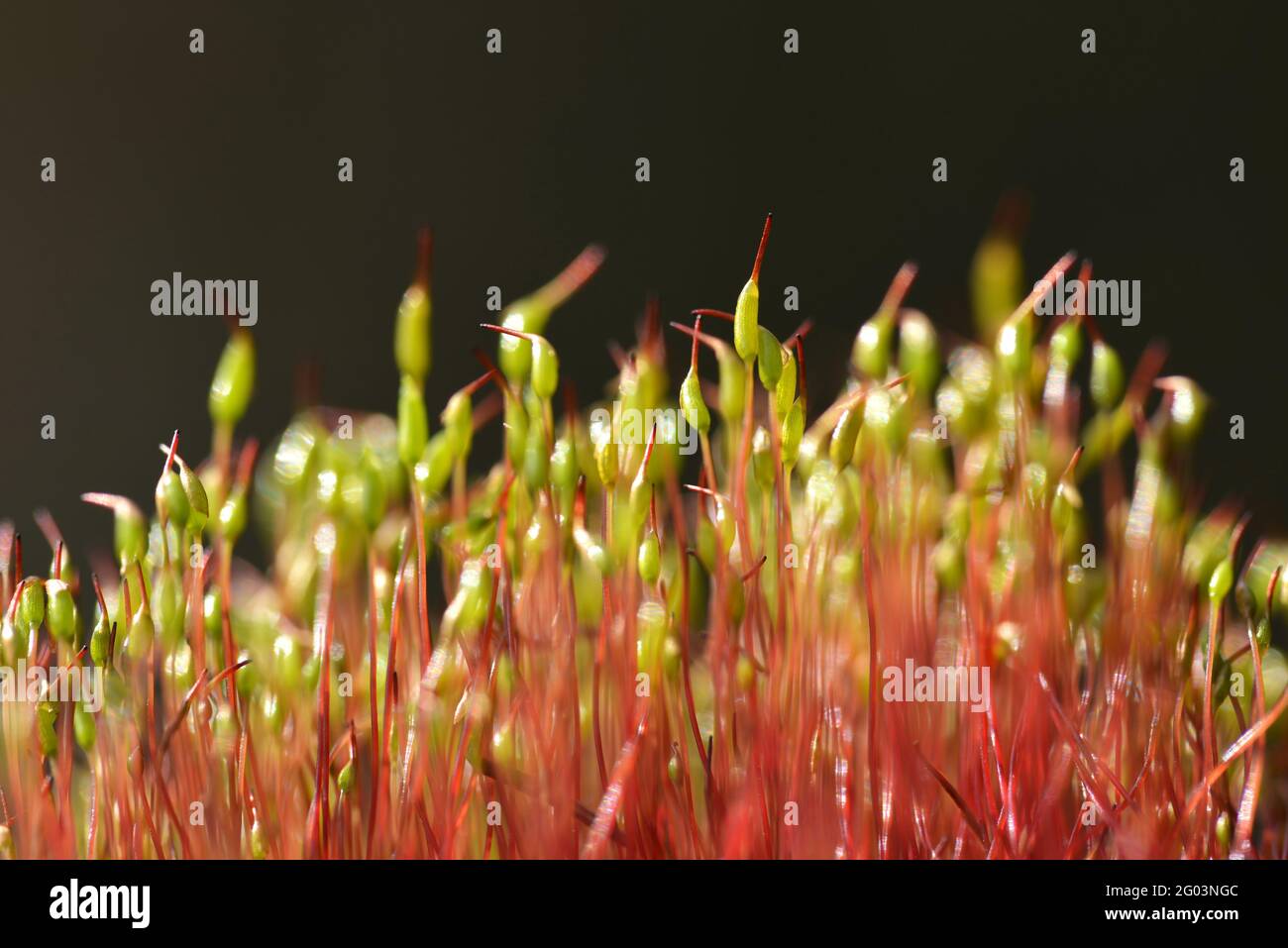 Flowering moss in the forest close up. Nature background Stock Photo ...