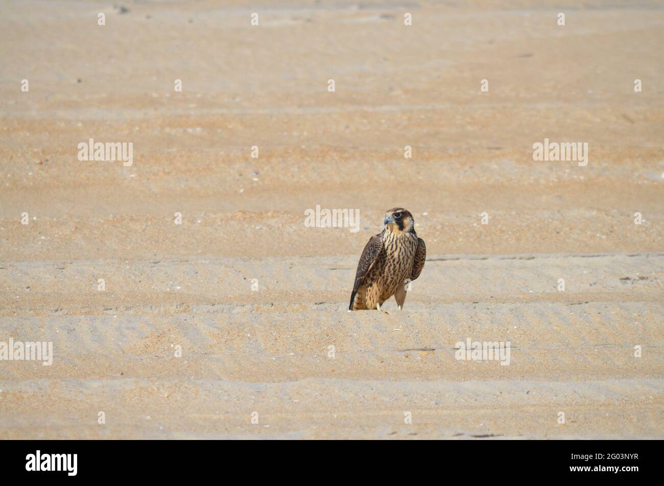 Falcon north carolina hi-res stock photography and images - Alamy