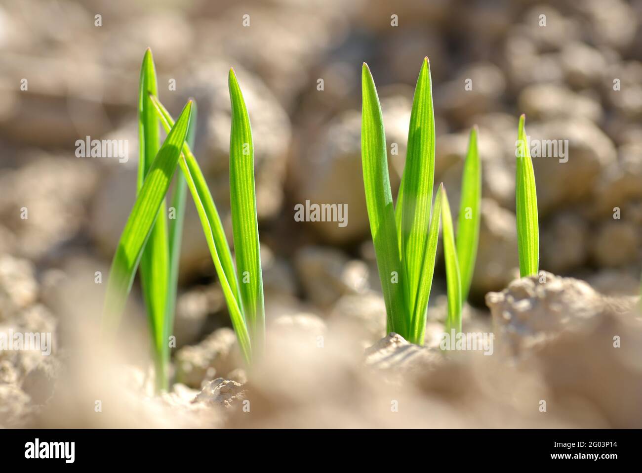Young wheat seedlings growing in a soil. Spring season. Nature ...