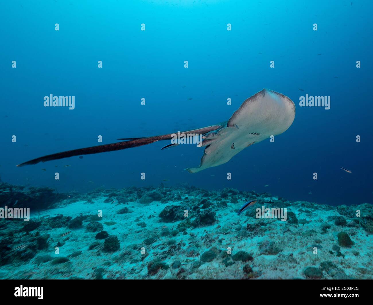 Ray swimming in blue water Stock Photo - Alamy