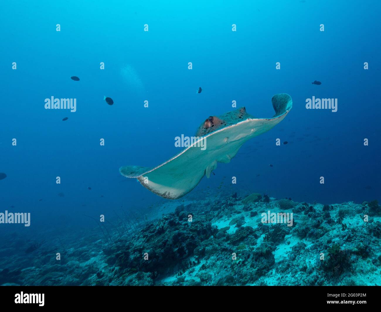 Ray swimming in blue water Stock Photo - Alamy