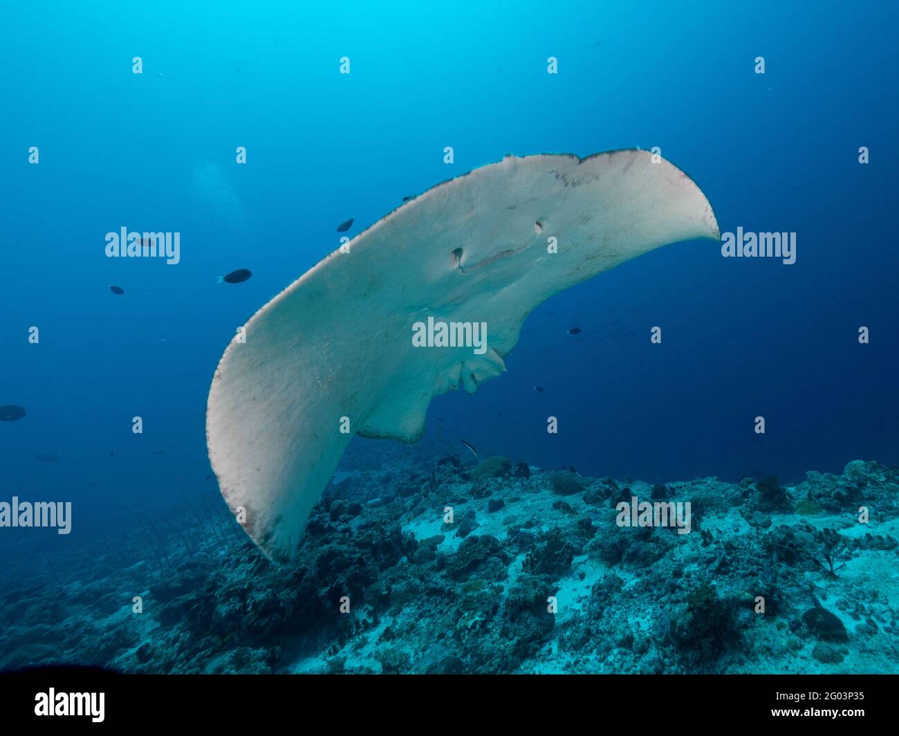 Ray swimming in blue water Stock Photo - Alamy