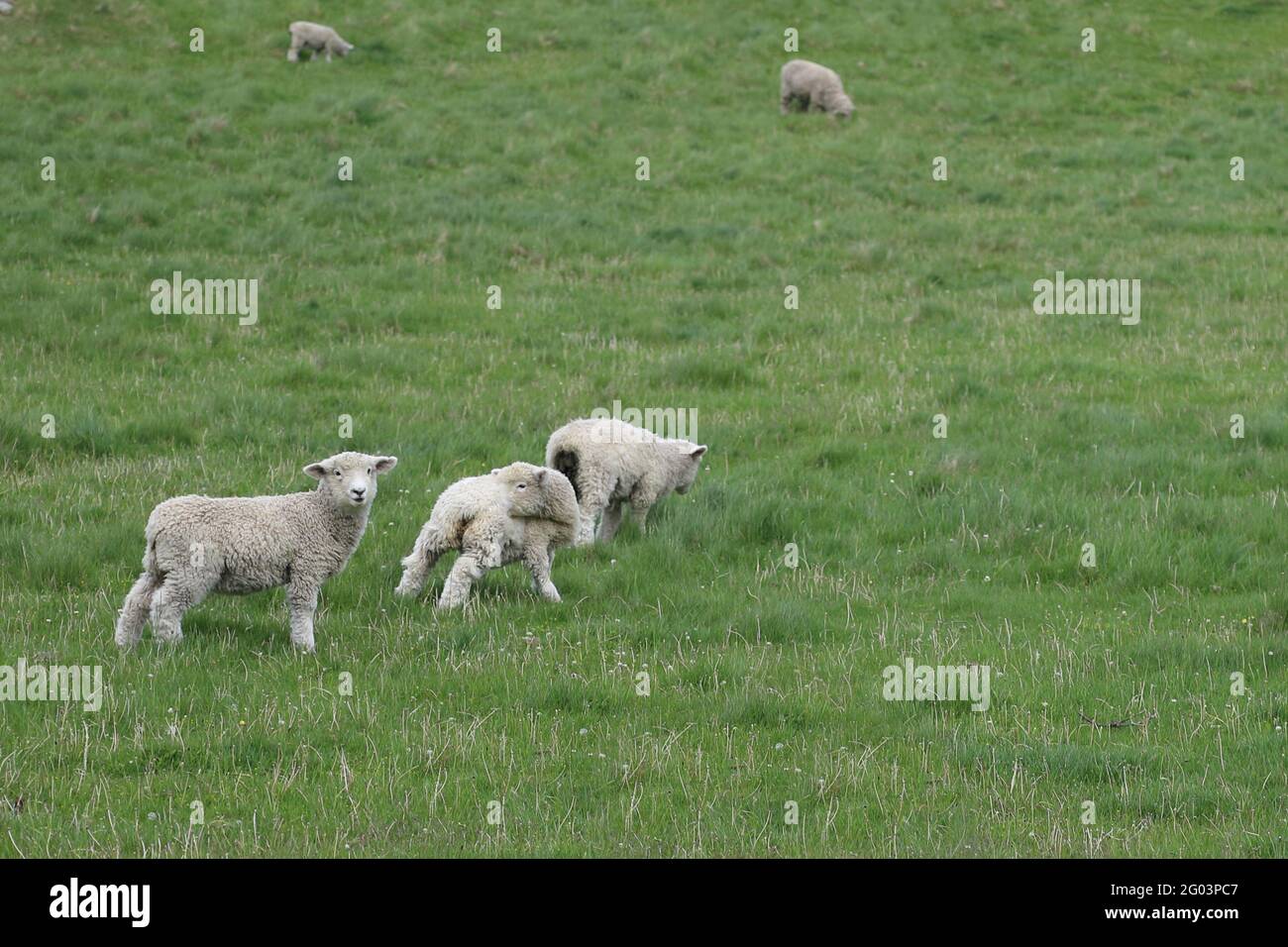 Romneyschafe hi-res stock photography and images - Alamy