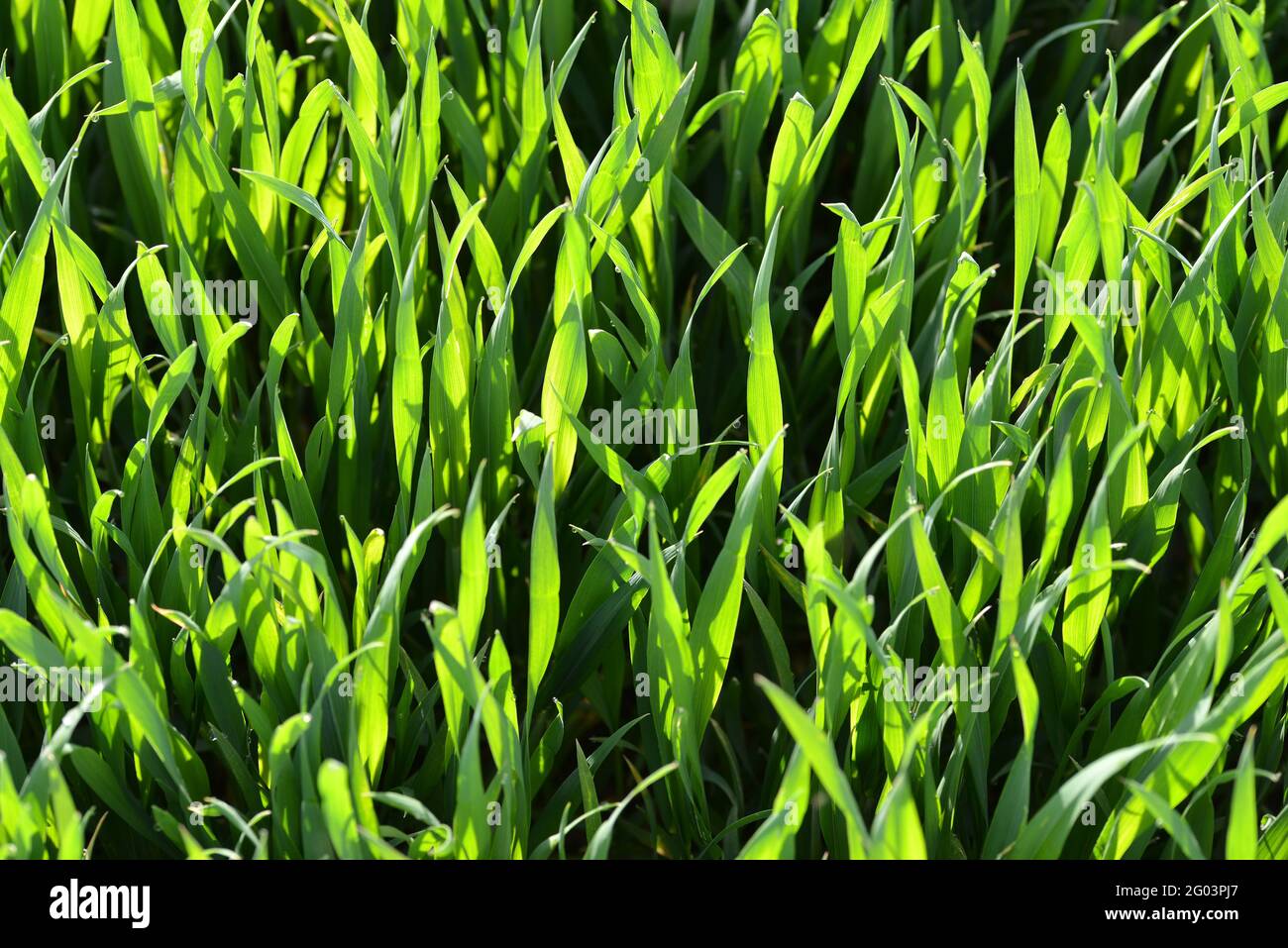 Wheat leaf hi-res stock photography and images - Alamy