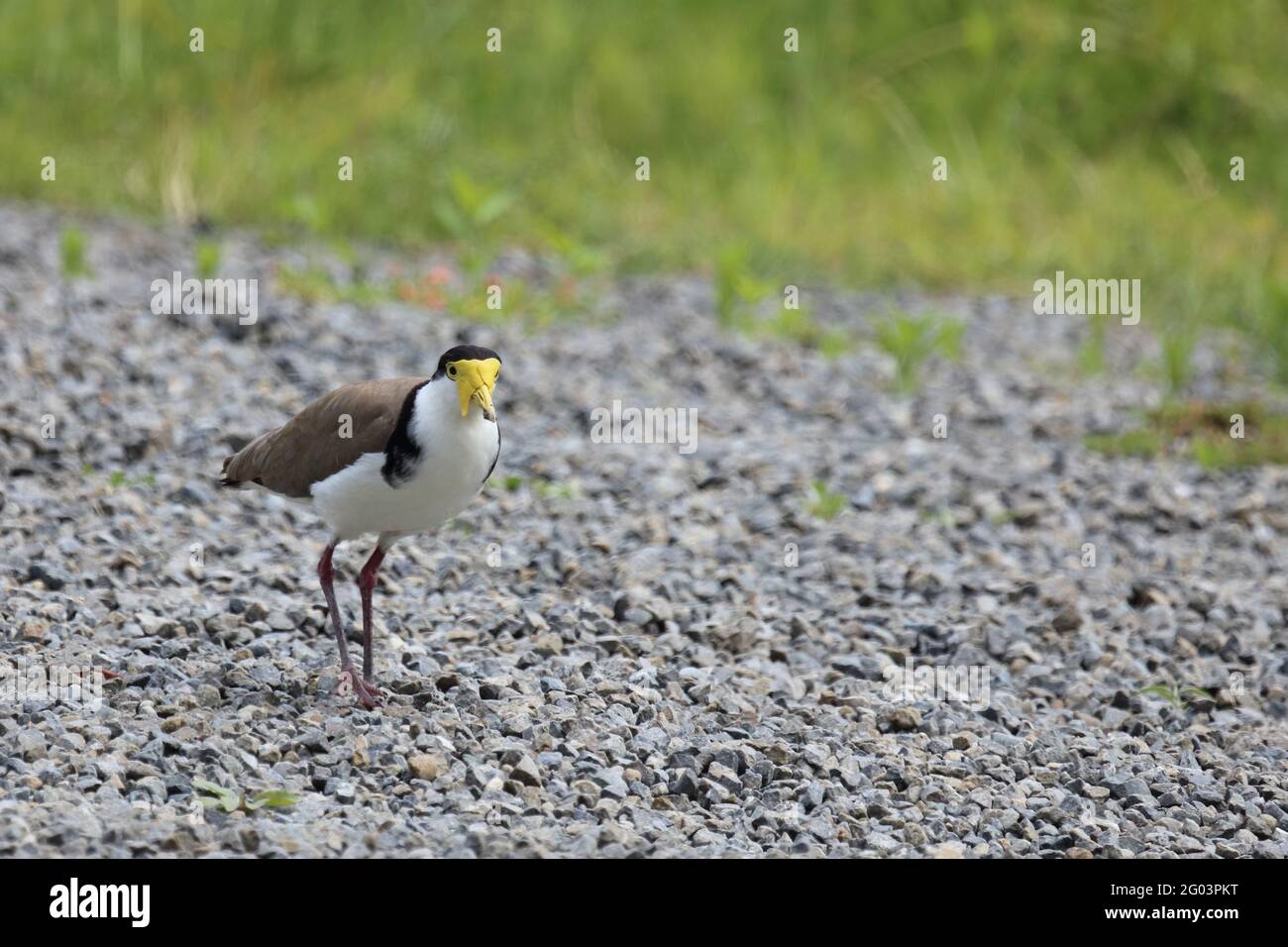 Maskenkiebitz / Masked lapwing / Vanellus miles miles Stock Photo - Alamy