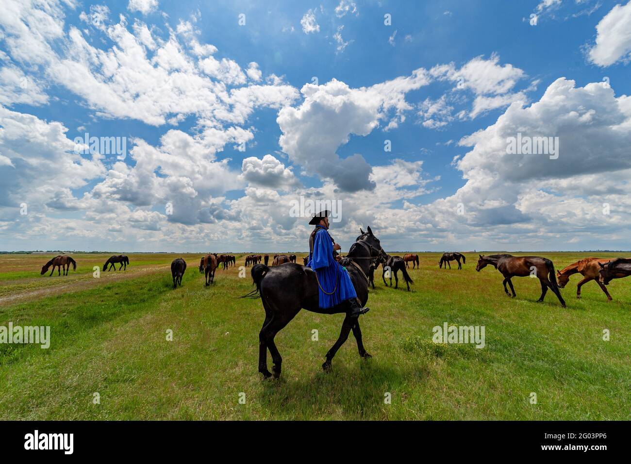 Nonius horse hi-res stock photography and images - Alamy