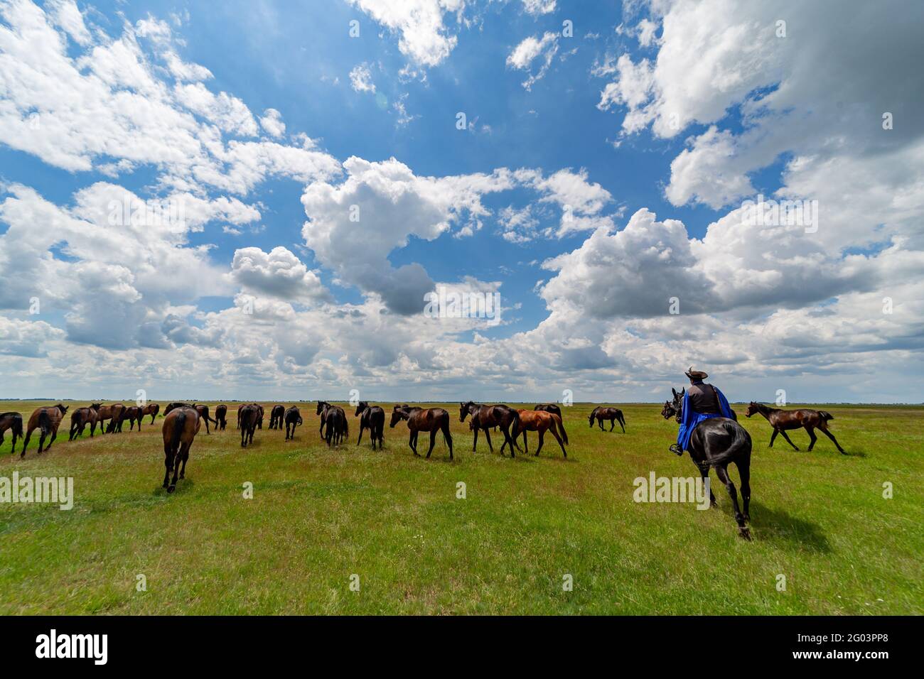 Nonius horse hi-res stock photography and images - Alamy