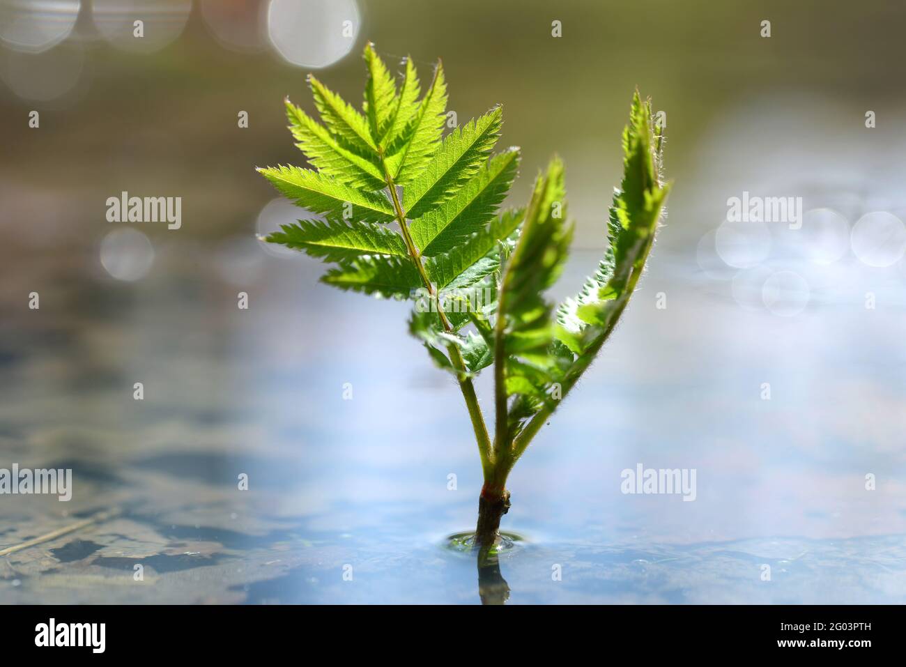 Young plant growing in puddle of water. Concept of new life Stock Photo ...