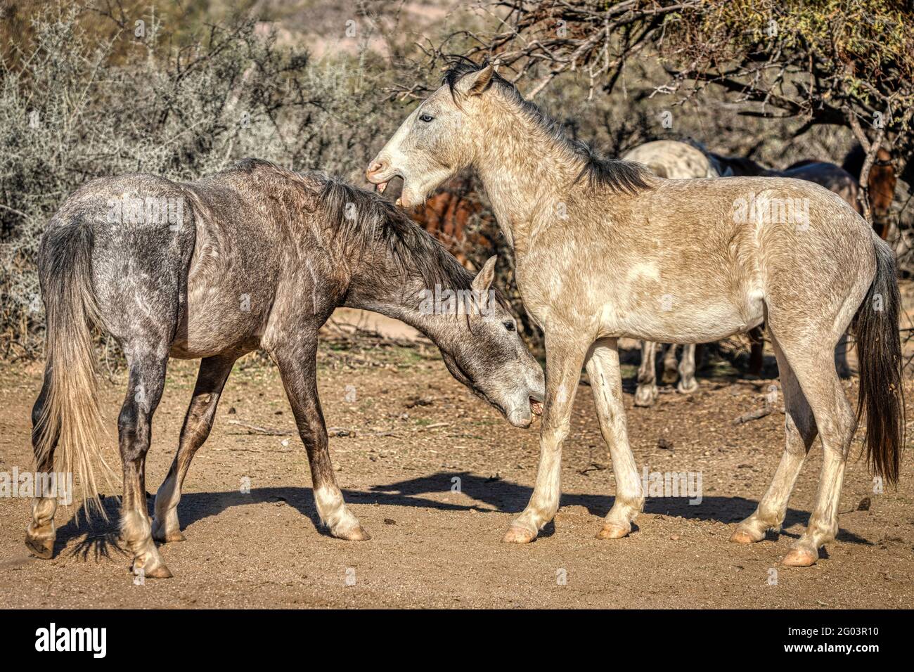 Salt River Wild Horses in Tonto National Forest near Phoenix, Arizona ...