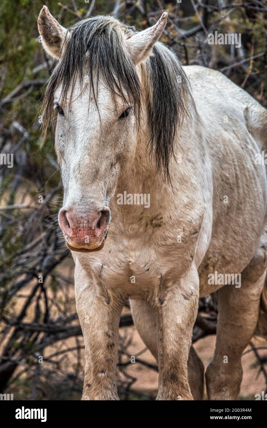 Salt River Wild Horses in Tonto National Forest near Phoenix, Arizona ...