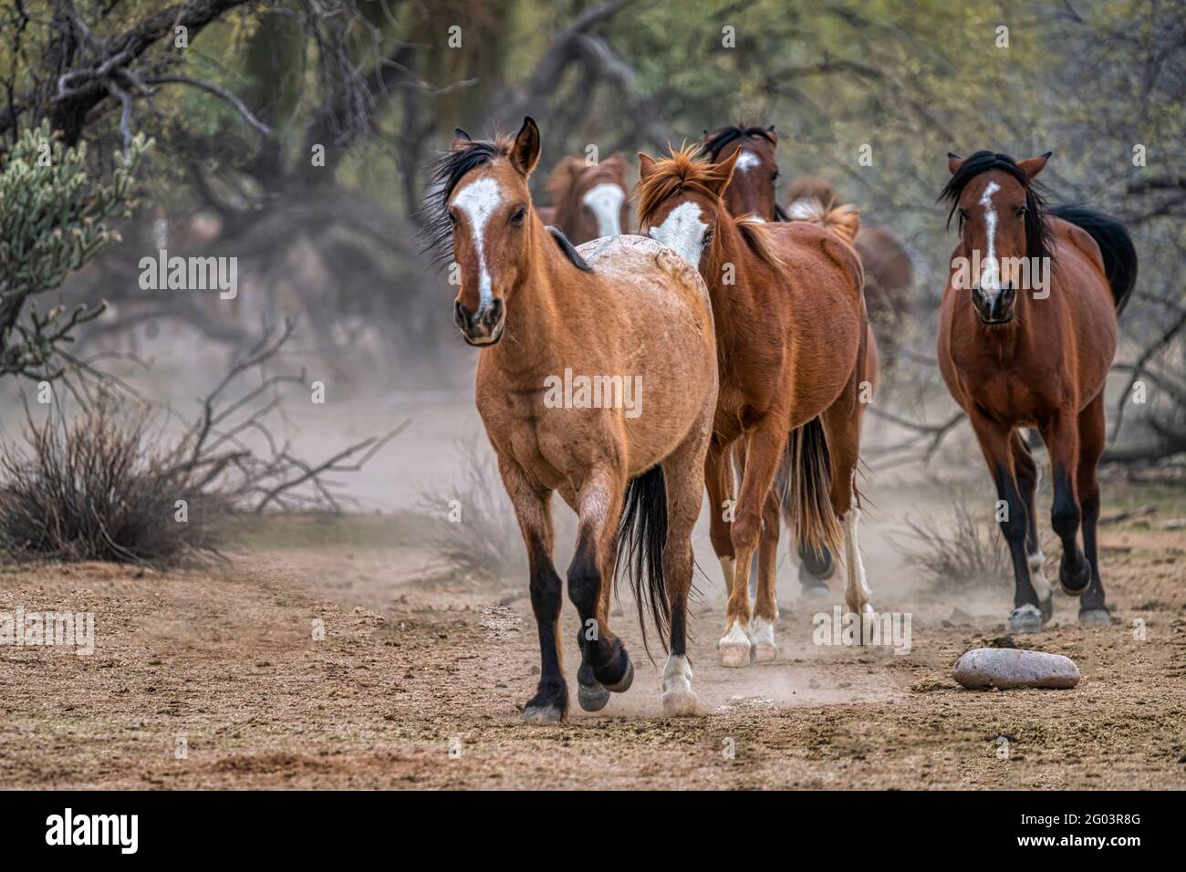 Salt River Wild Horses in Tonto National Forest near Phoenix, Arizona ...