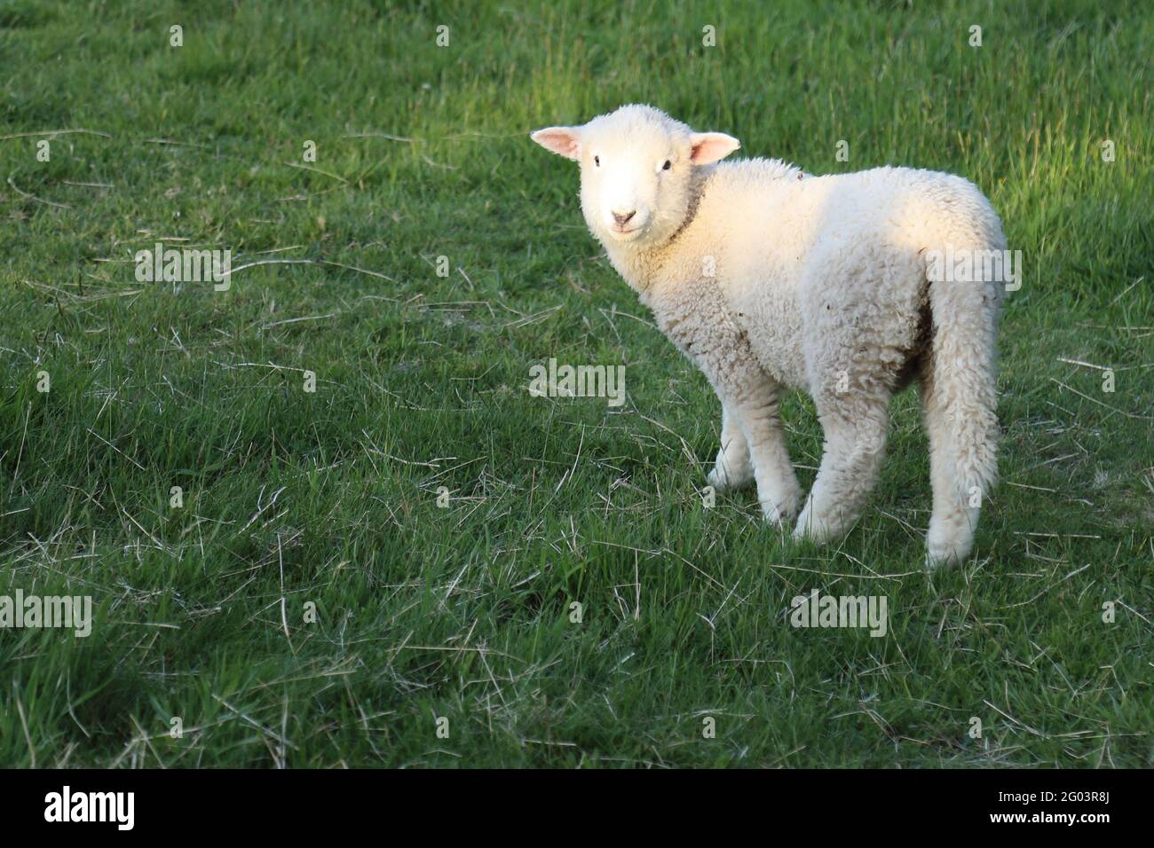 Romneyschaf / Romney sheep / Ovis Stock Photo - Alamy
