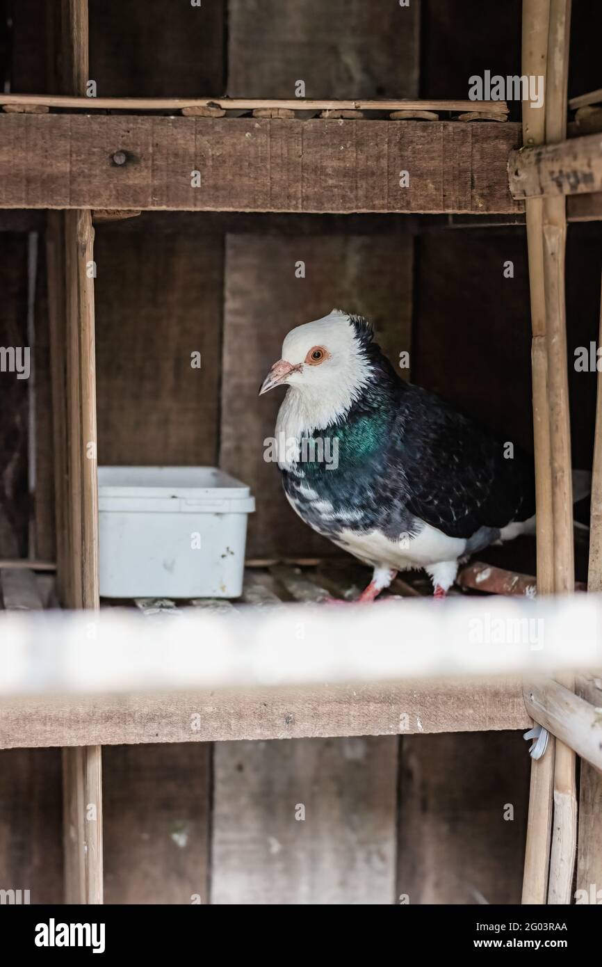 Birds flying inside my head hi-res stock photography and images - Alamy