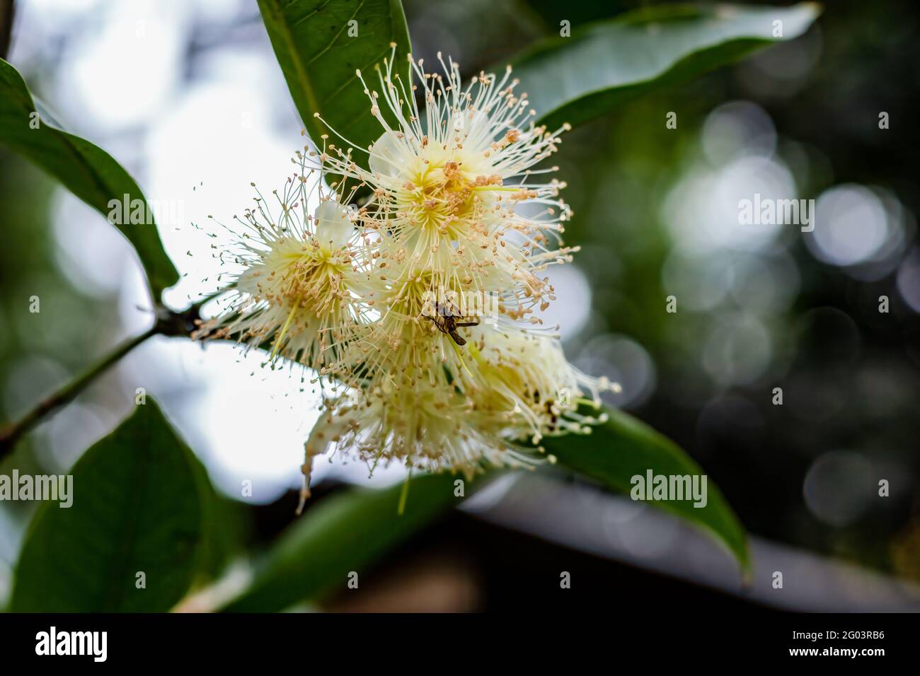 Green java apple hi-res stock photography and images - Alamy