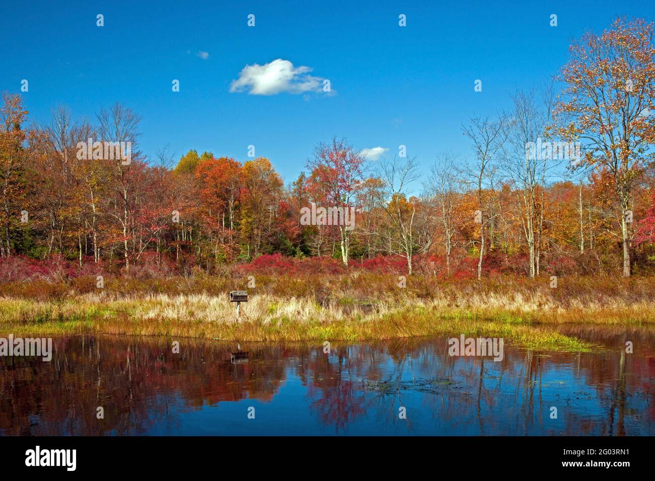 An autumn forest of deciduous and conifers trees on Pennsylvanias ...