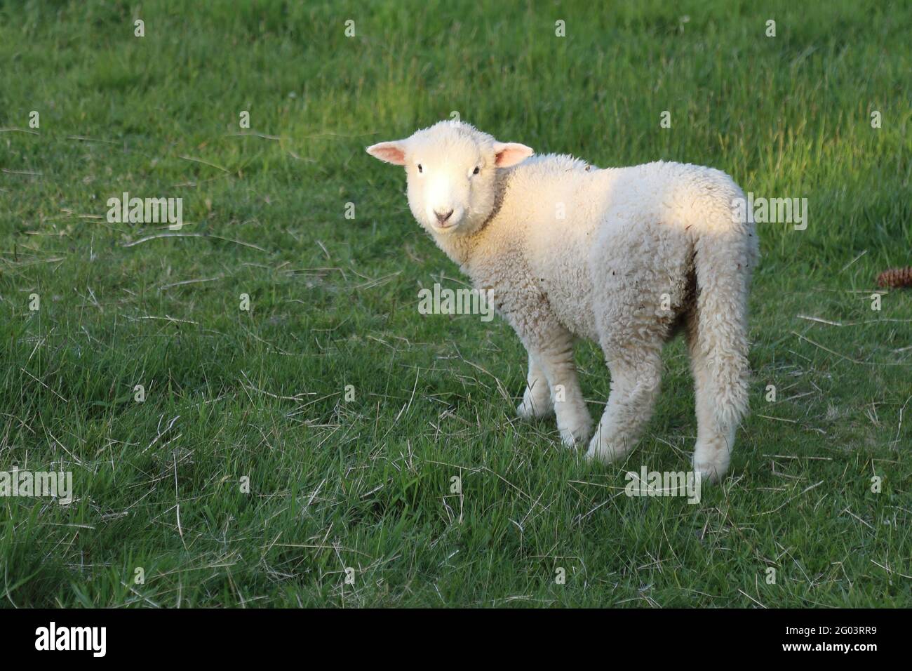 Romneyschaf / Romney sheep / Ovis Stock Photo - Alamy