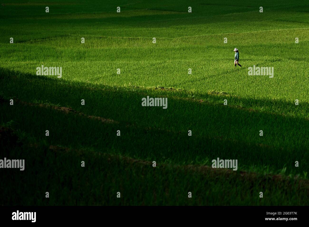 the farmer walking in the rice field, beautiful sunlight Stock Photo ...