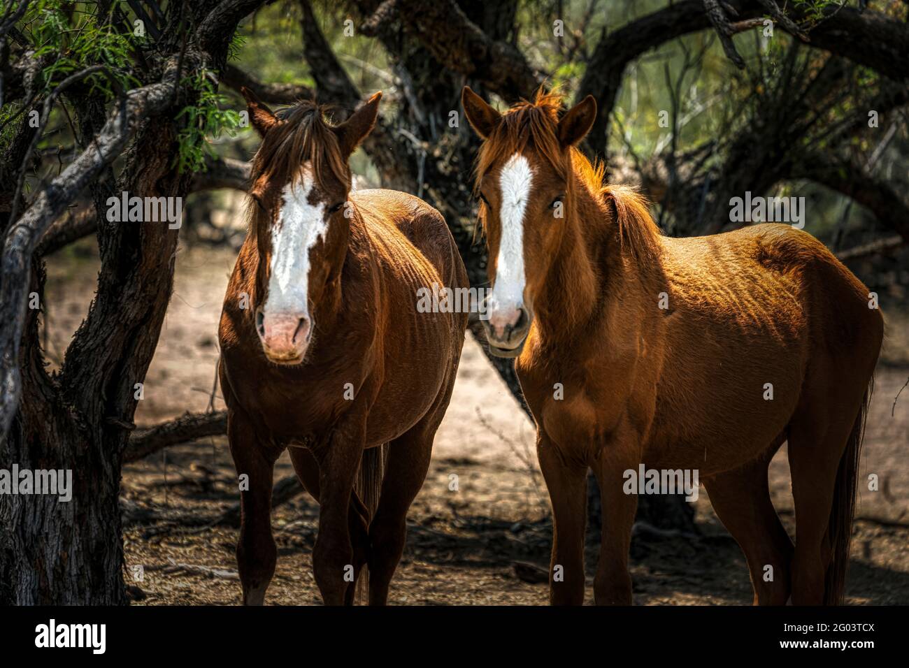 Salt River Wild Horses in Tonto National Forest near Phoenix, Arizona ...