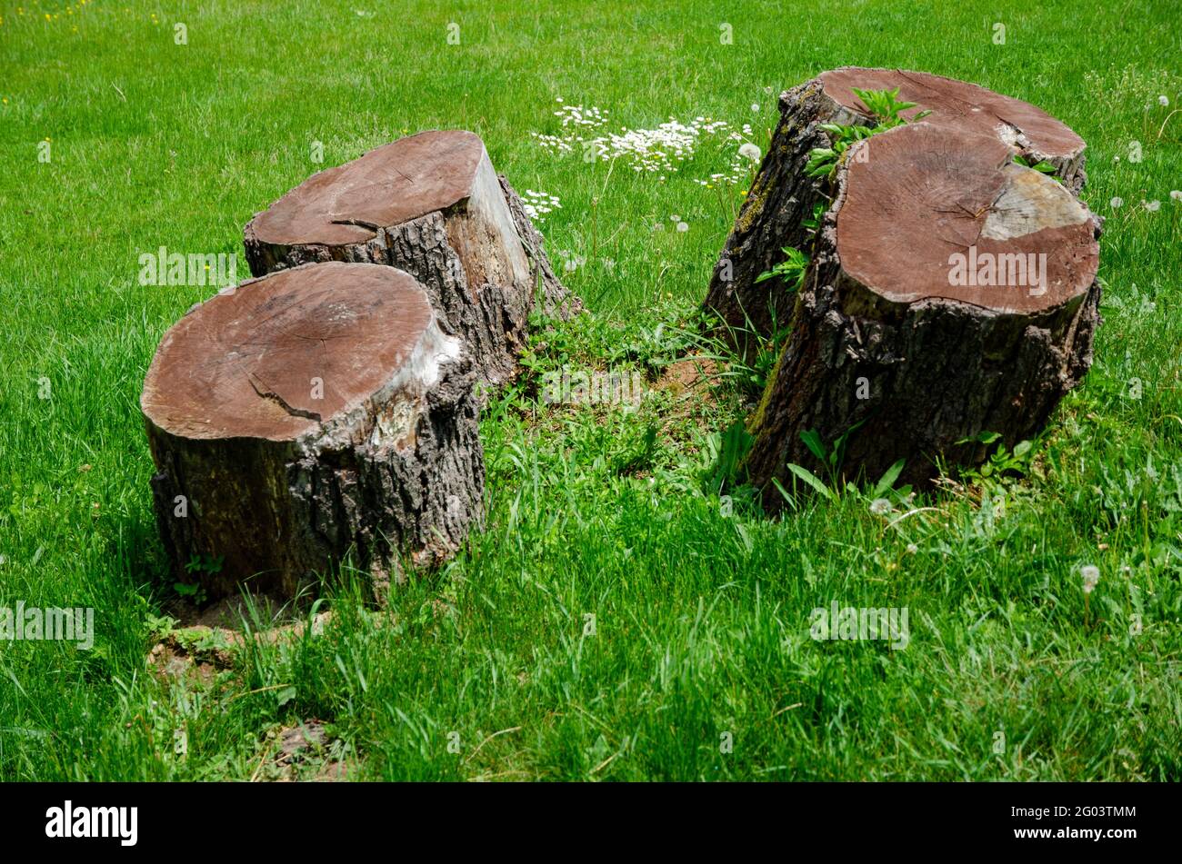 Freshly cut tree stumps hi-res stock photography and images - Alamy