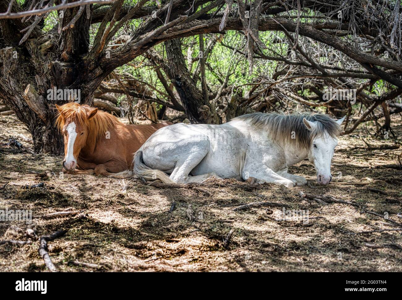 Salt River Wild Horses in Tonto National Forest near Phoenix, Arizona ...