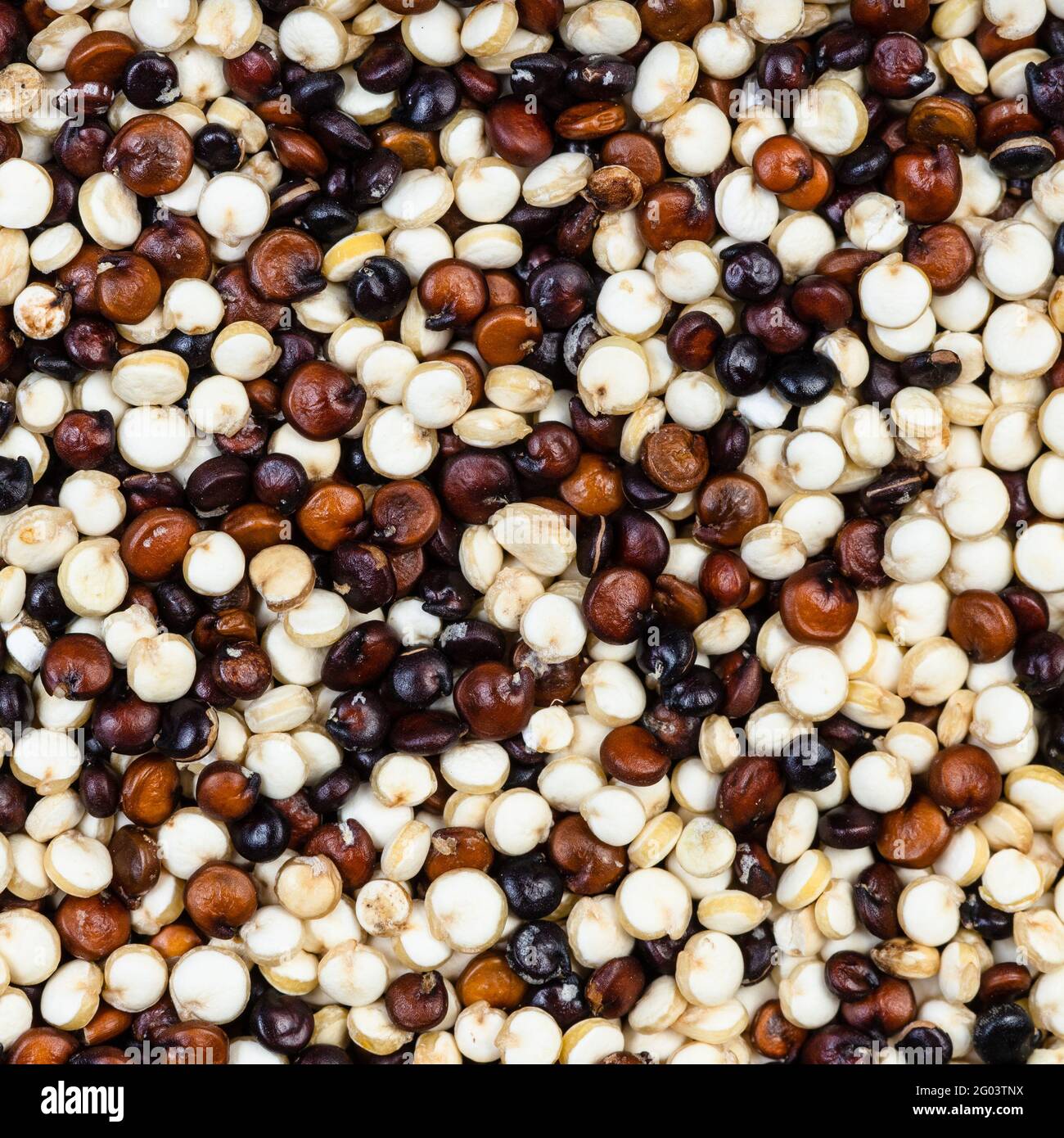 square food background - blend of quinoa grains close up Stock Photo ...