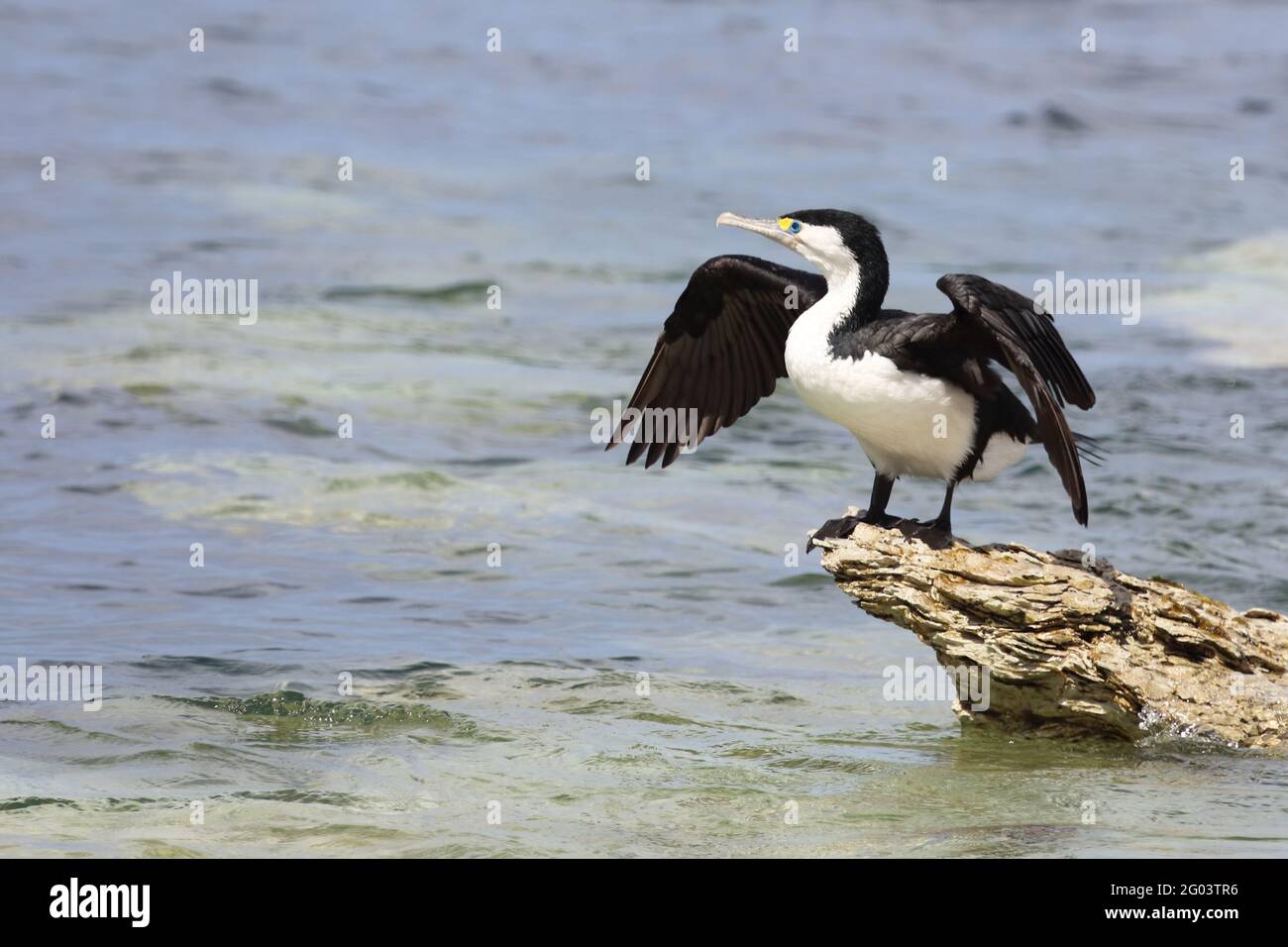 Scharbe hi-res stock photography and images - Alamy