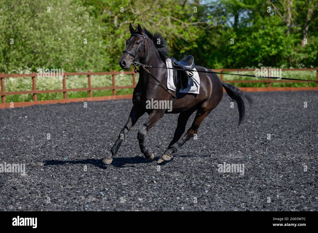 Horse being lunged hi-res stock photography and images - Alamy