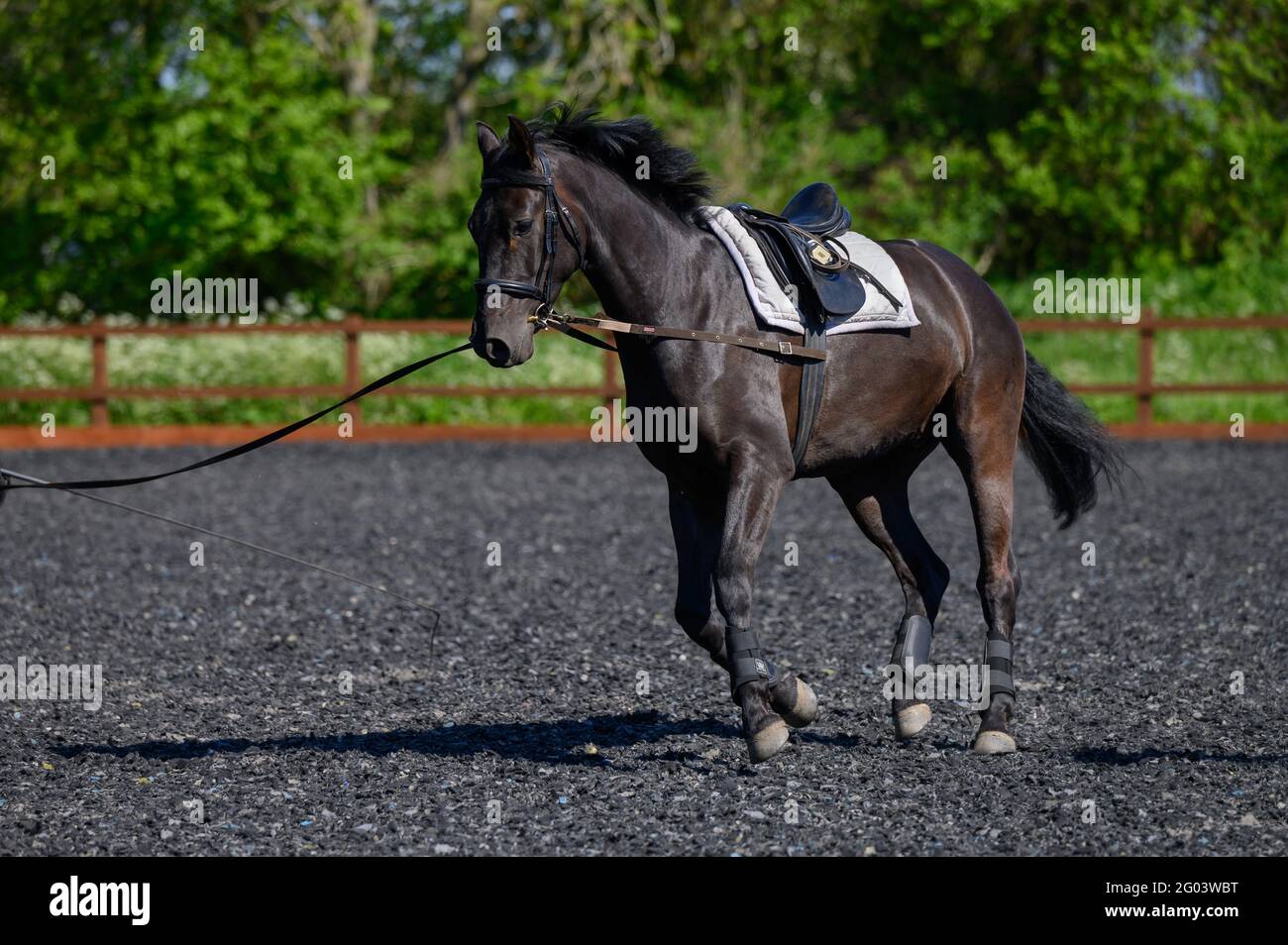 Horse being lunged hi-res stock photography and images - Alamy