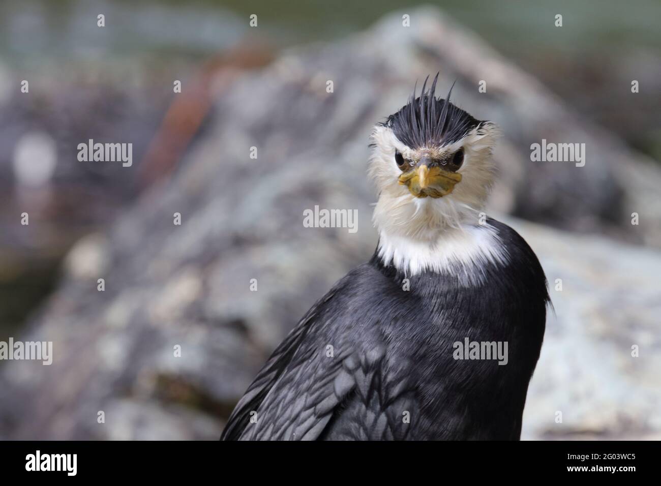 Australische Zwergscharbe oder Kräuselscharbe / Little pied cormorant ...