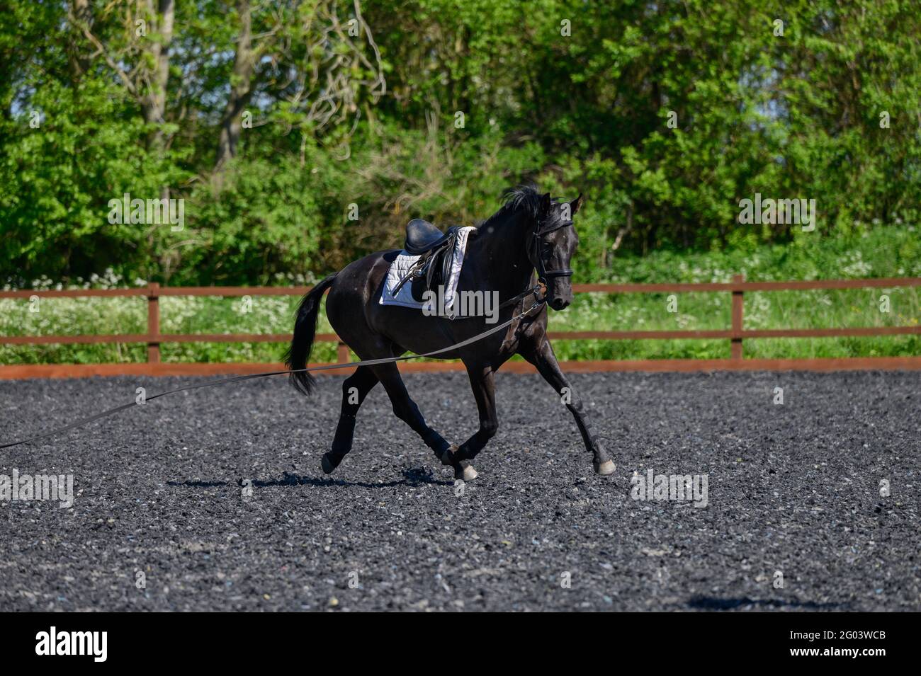 Horse being lunged hi-res stock photography and images - Alamy