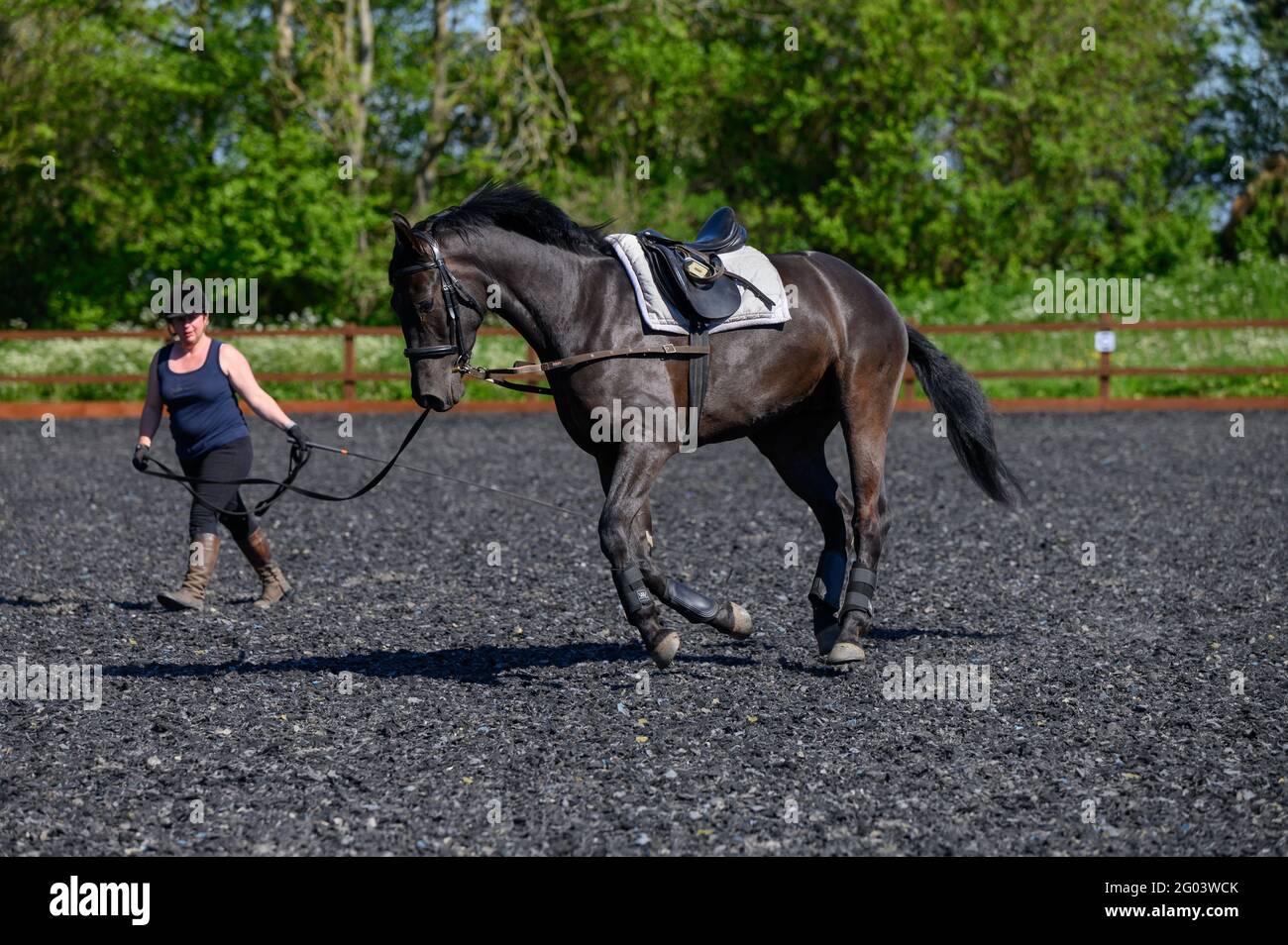Horse being lunged hi-res stock photography and images - Alamy
