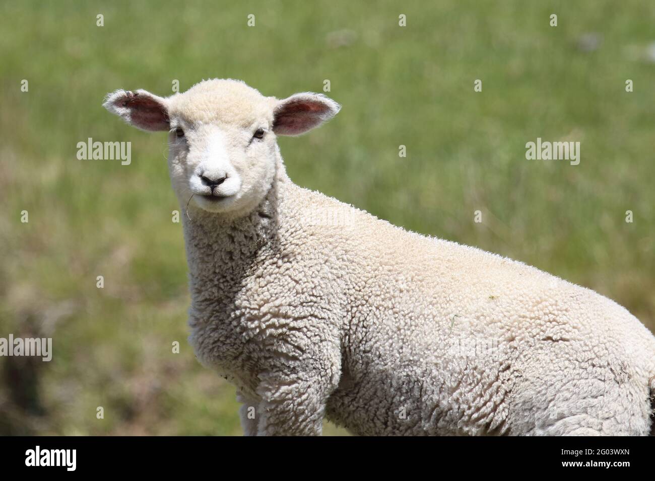 Coopworthschaf / Coopworth sheep / Ovis Stock Photo - Alamy