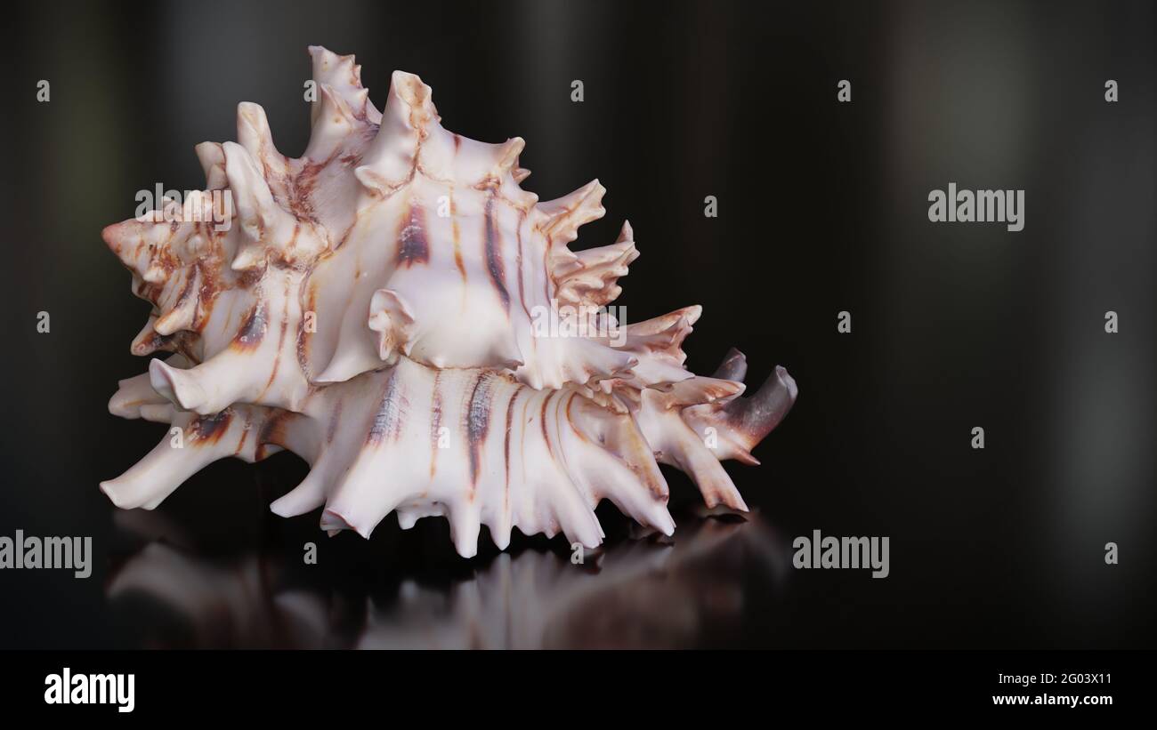 Hexaplex princeps, marine gastropod mollusk on shiny background Stock ...
