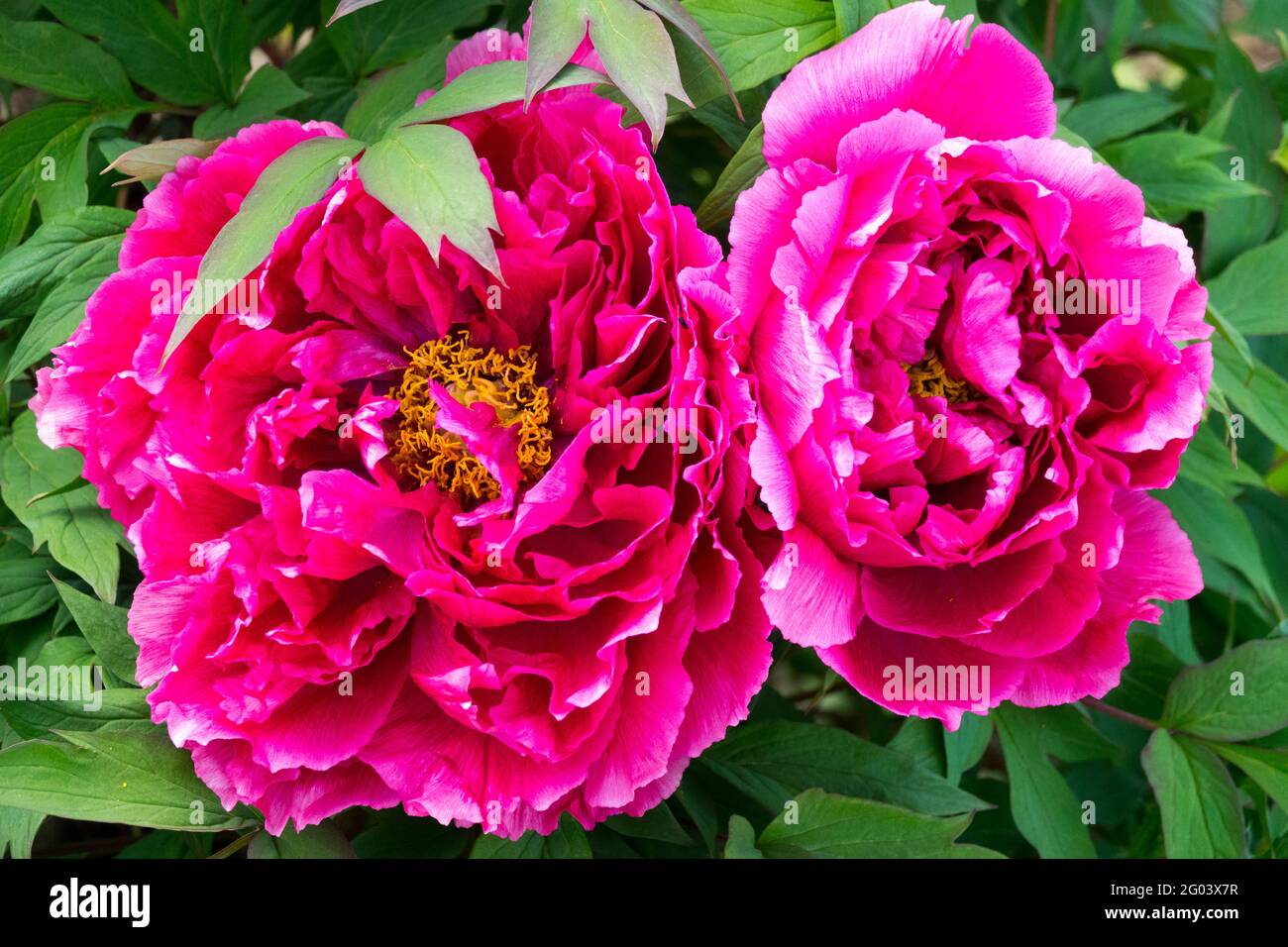 Peony Kao Paeonia × suffruticosa Kao Tree peony Red Flower Paeonia ...