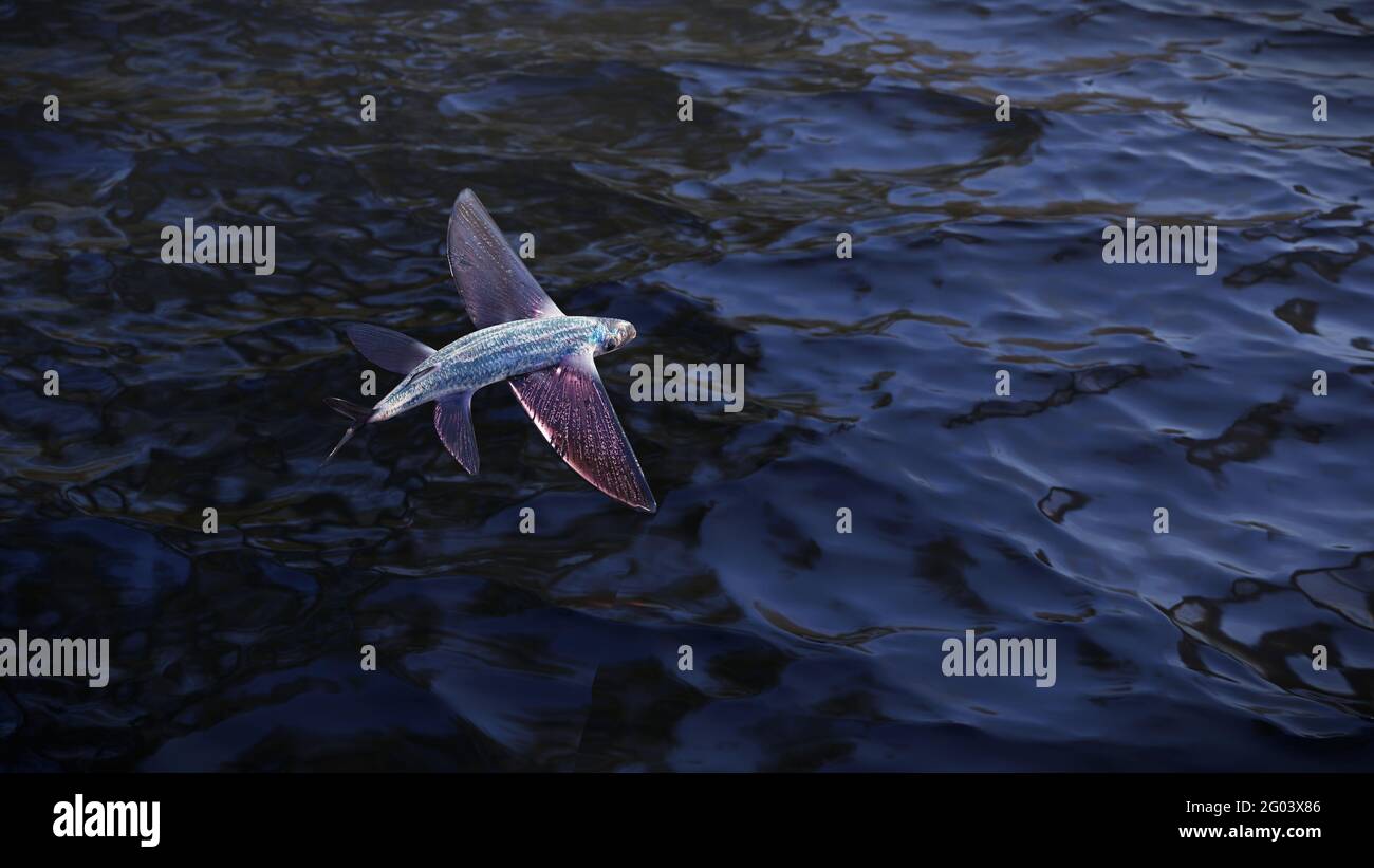 Flyingfish hi-res stock photography and images - Alamy