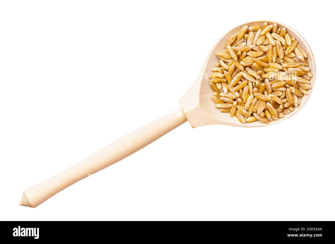 top view of Kamut Khorasan wheat grains in wood spoon isolated on white ...
