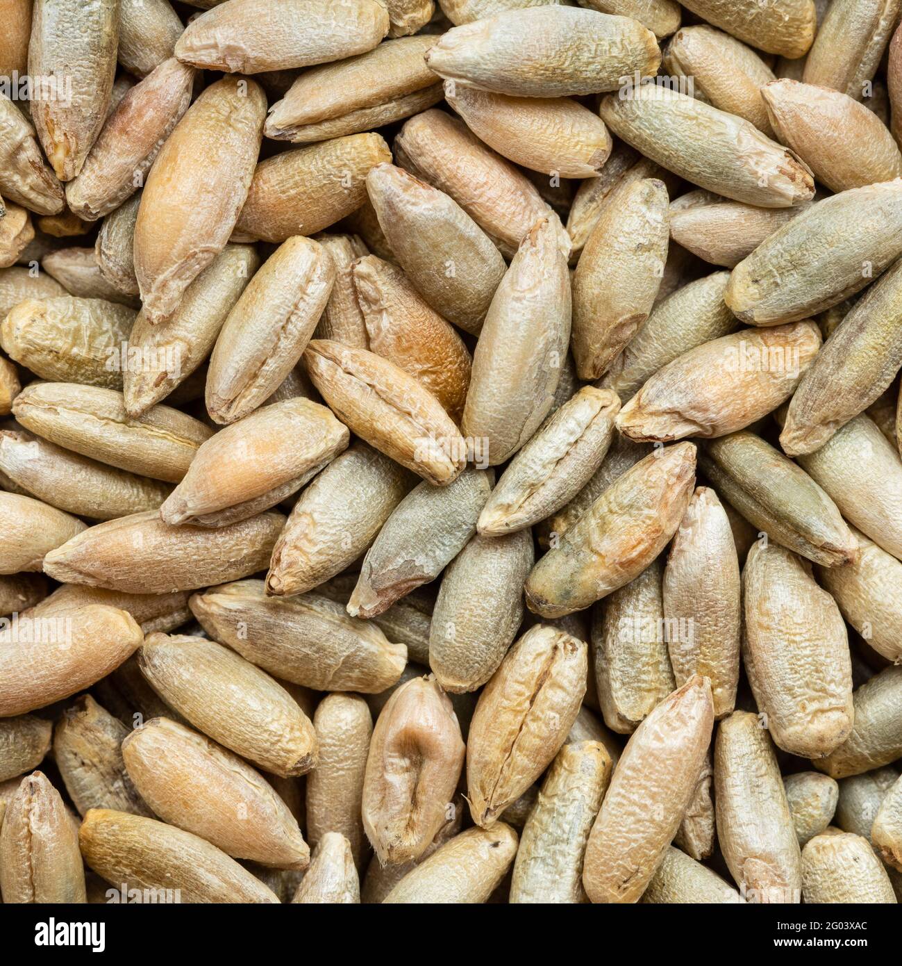 square food background - whole rye grains close up Stock Photo - Alamy