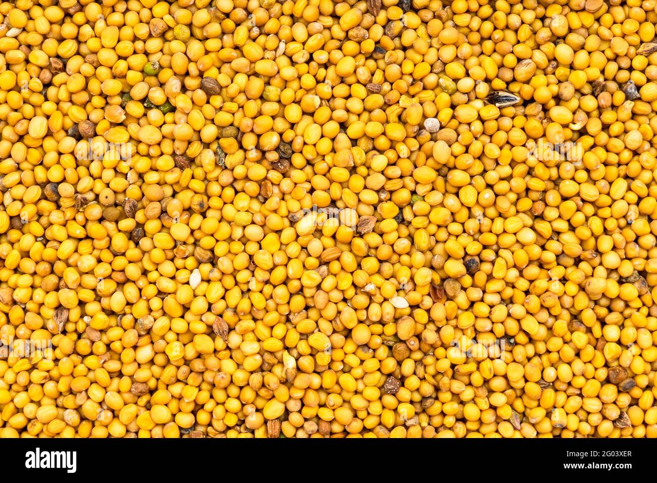 food background - many yellow seeds of Sinapis Alba mustard close up ...