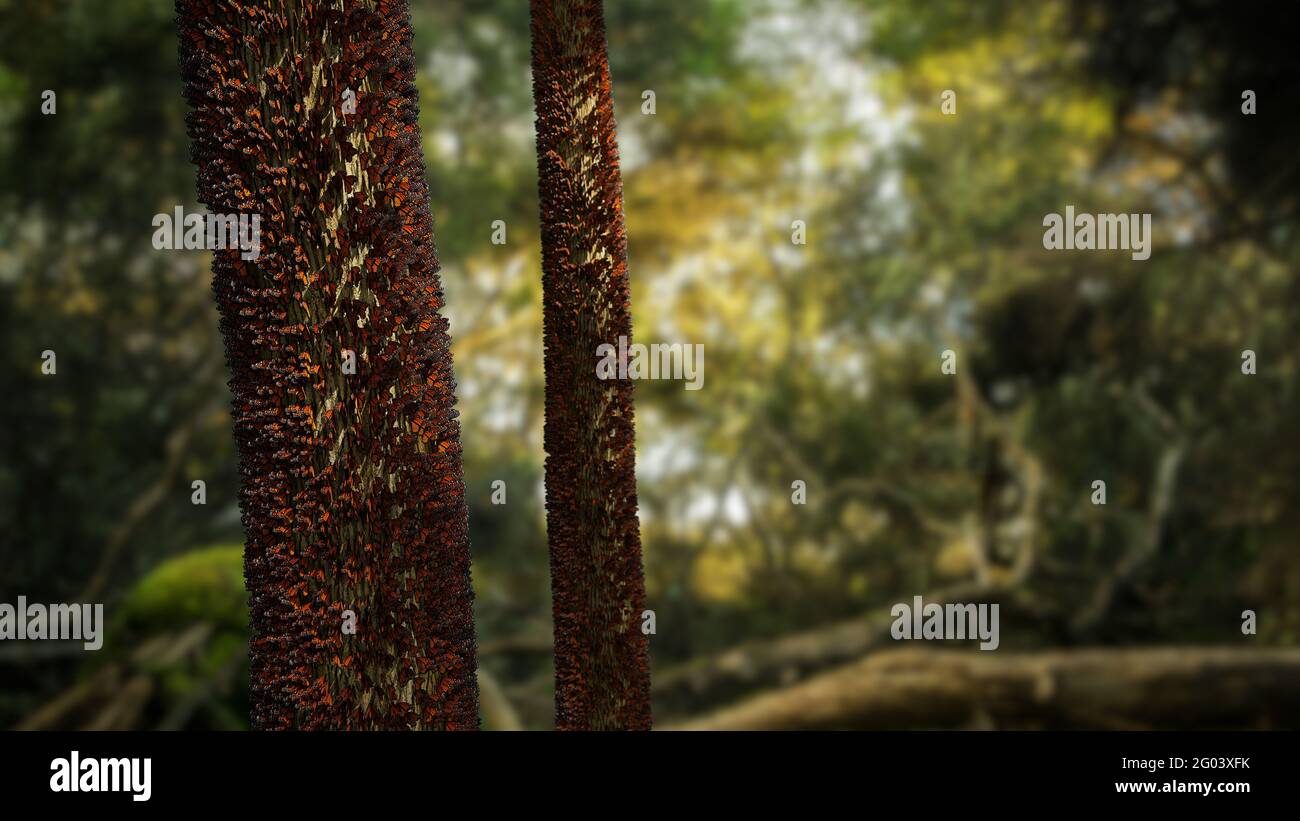 swarm of monarch butterflies on tree trunks, migrating Danaus plexippus ...