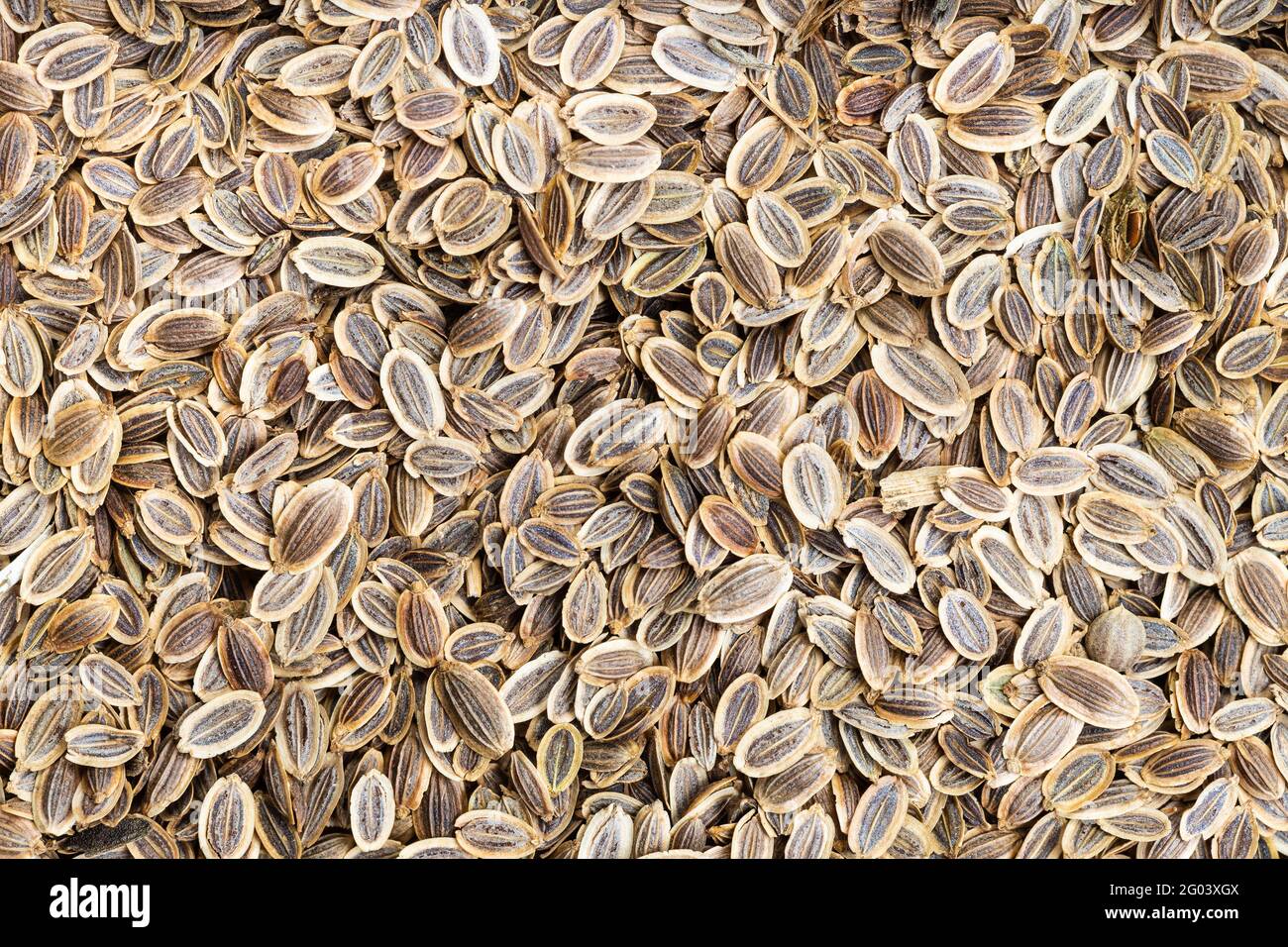 food background - many dried dill seeds Stock Photo - Alamy