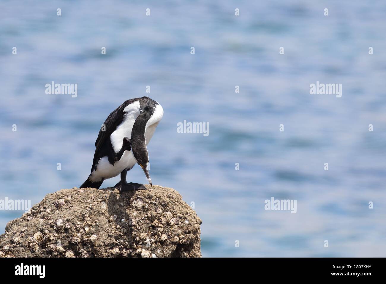 Pied shags birds hi-res stock photography and images - Alamy