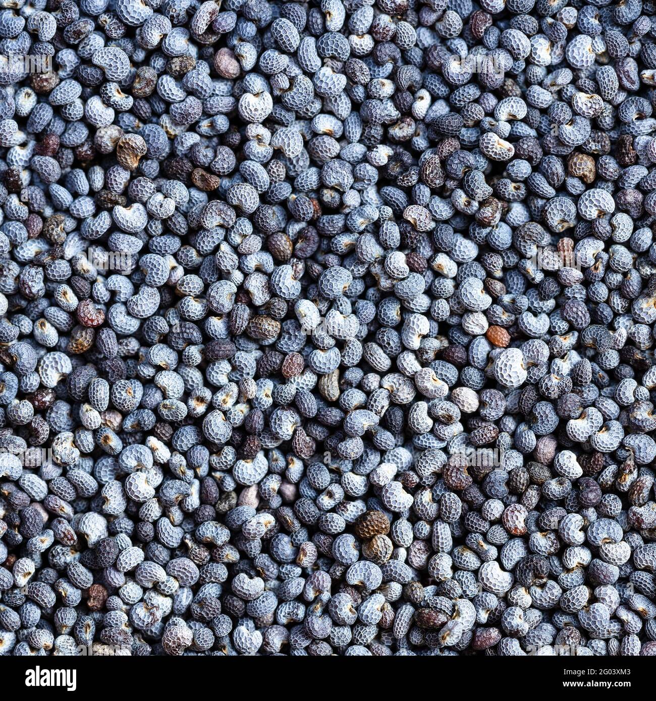 square food background - poppy seeds close up Stock Photo - Alamy