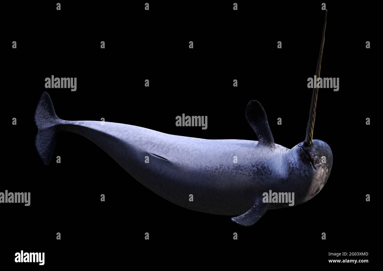 Narwhal, male Monodon monoceros isolated on black background Stock ...