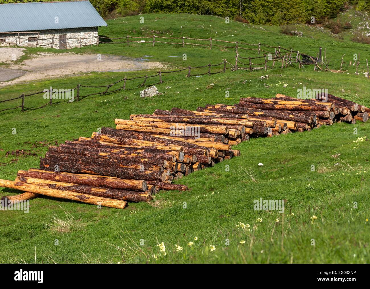 A stack of cut tree trunks Stock Photo - Alamy