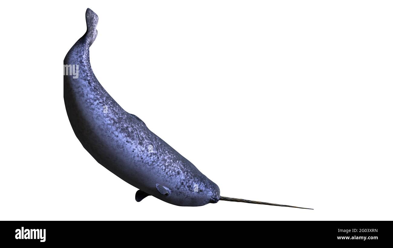 Narwhal hi-res stock photography and images - Alamy