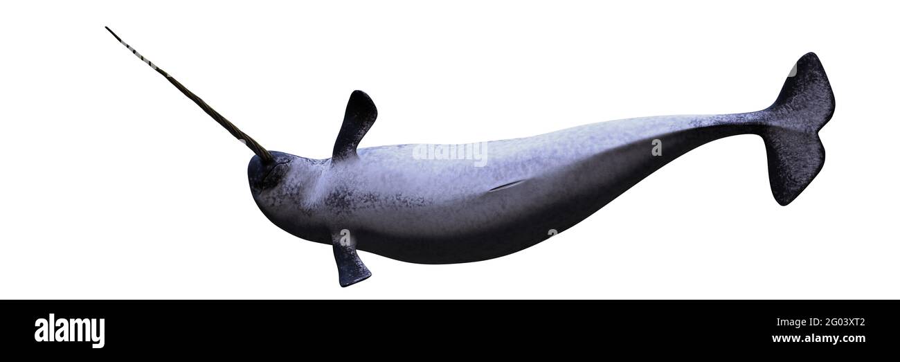 Monodon monoceros arctic Cut Out Stock Images & Pictures - Alamy