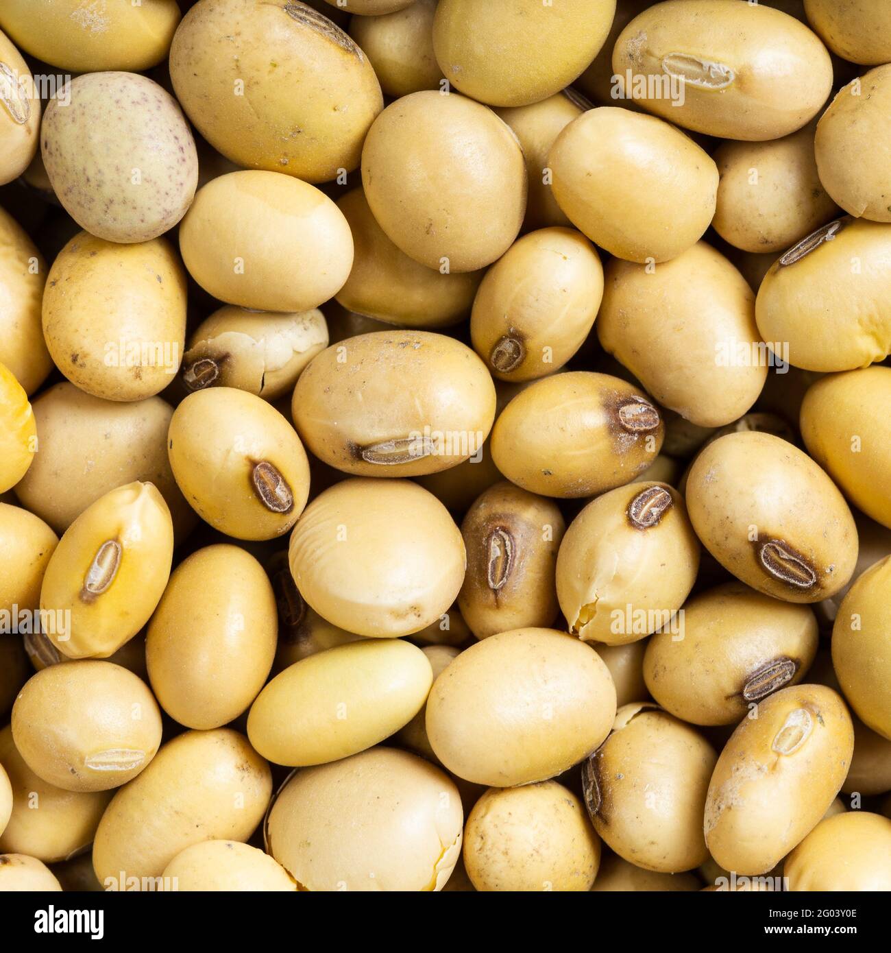 square food background - raw dried soybeans close up Stock Photo - Alamy