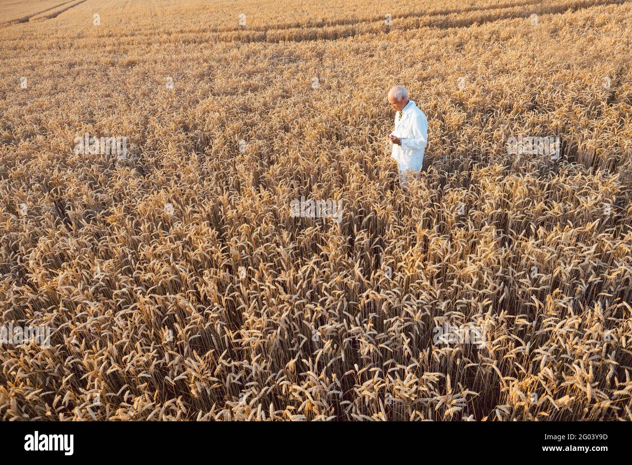 Scientist doing field test of new GMO grain for better yield Stock ...