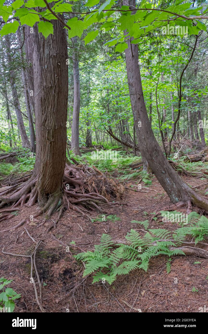 Trowbridge Falls Conservation Area Thunder Bay Ontario Canada Stock ...