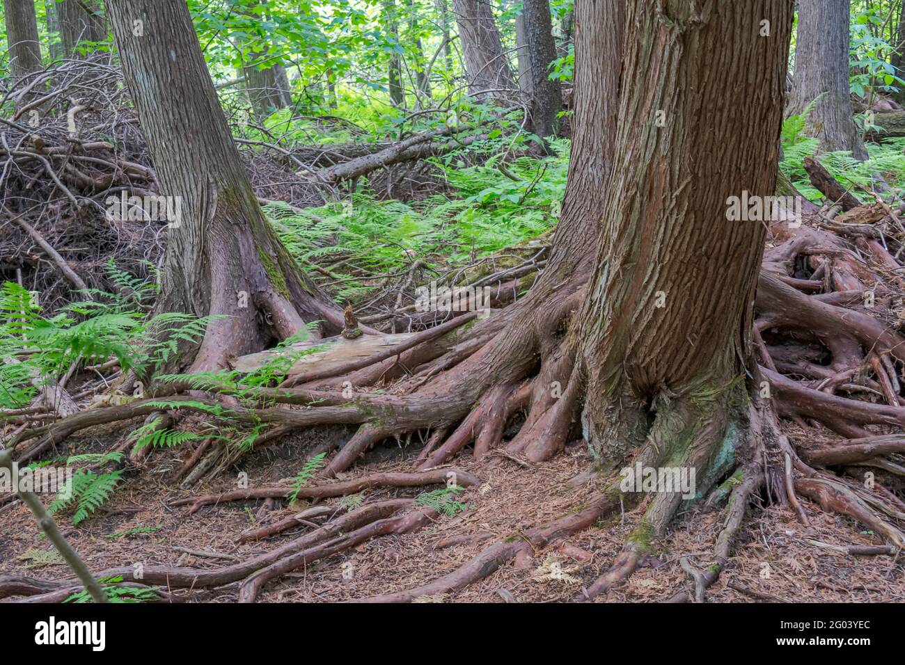 Trowbridge falls hi-res stock photography and images - Alamy